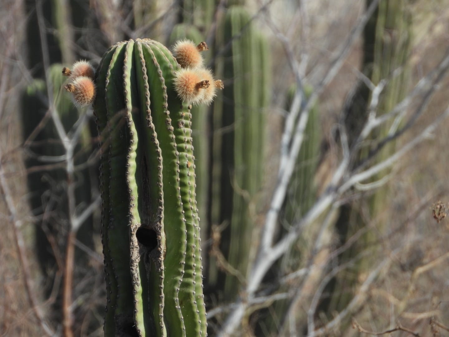 Cardón y fruta - Los Cabos Extraordinario
